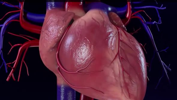 Scientifically accurate simulation of blood flow in the heart in slow ... Scientifically accurate simulation of blood flow in the heart in slow ...