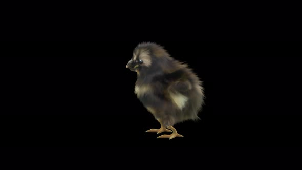 25 Baby Chicks Dancing 4K, Motion Graphics | VideoHive