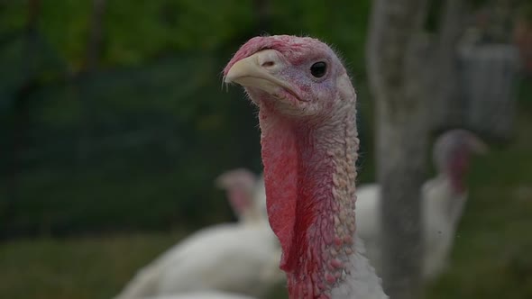 Turkey bird high definition footage in 1920x1080 resolution - Turkey ...