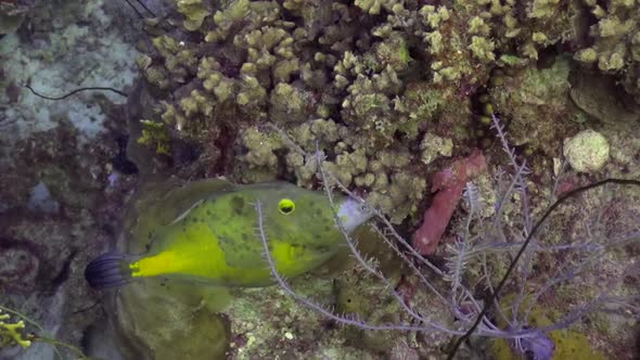 White Spotted Filefish eating, Stock Footage | VideoHive