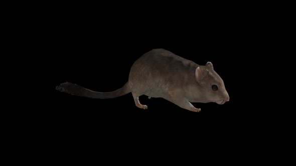 Rat Walk, Motion Graphics | VideoHive