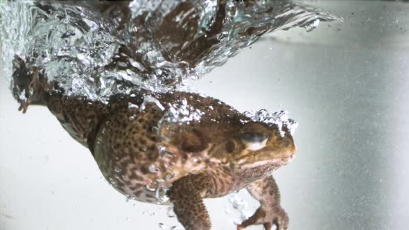 Extreme slow motion splashing cane toad in water, Stock Footage | VideoHive