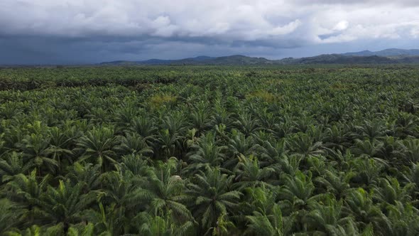 Aerial shot of a huge palm oil farm in Costa Rica surrounded by ...