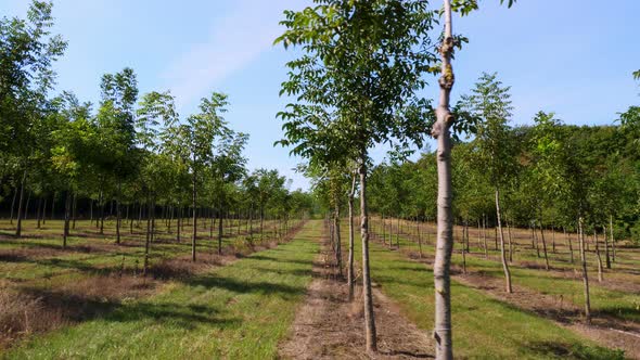 Fields Plantations of Forester's Unique Hybrid Nut Designed to Produce ...