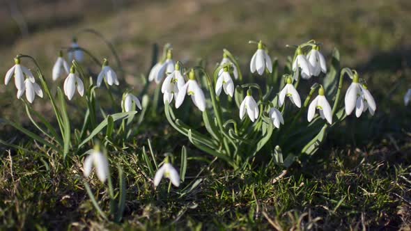 Wild White Snowdrops Moving in a Wind in Green Meadow, Stock Footage