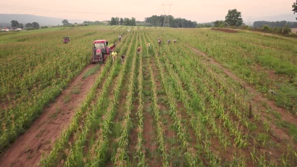 Aerial view of workers in field picking fresh corn with tractor pulling ...