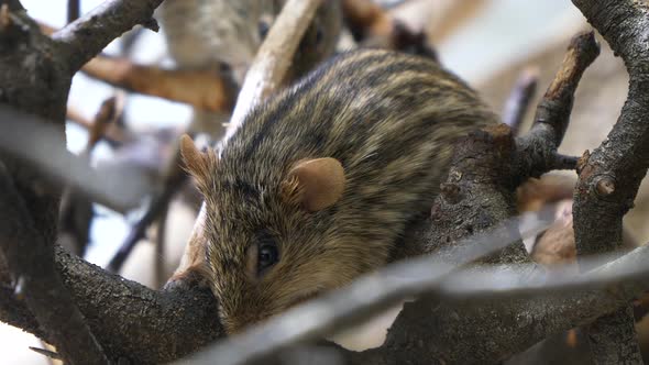 Close up: Wild typical Lemniscomy Barbarus grass mouse perched on ...