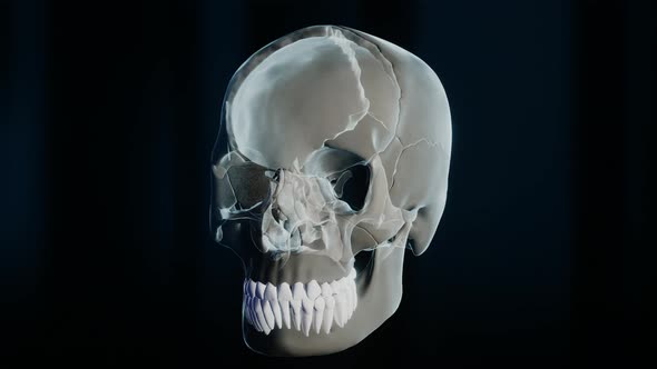 Bad Molar Tooth in Skeleton on Black Background, Motion Graphics ...