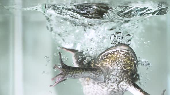Ramped slow motion bullfrog splashing into water, Stock Footage | VideoHive