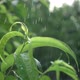 Rain, Stock Footage | VideoHive