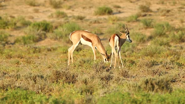Two springbok spar with each other in the Greater Kalahari. This ...