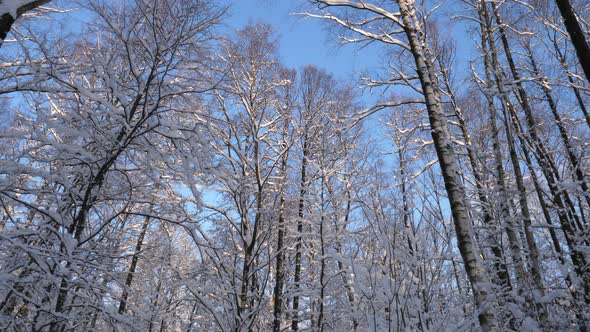 Rotation In The Winter Forest, Stock Footage | VideoHive