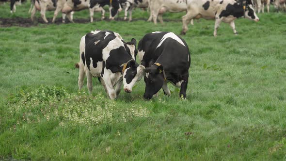 Happy cows dancing and enjoying green meadow for first time in spring ...