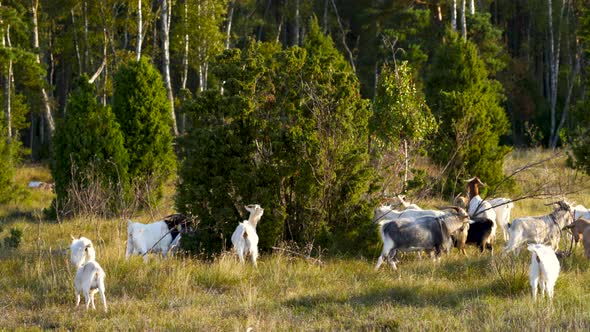 Bunch of Goats Walking Around Bushes, Stock Footage | VideoHive