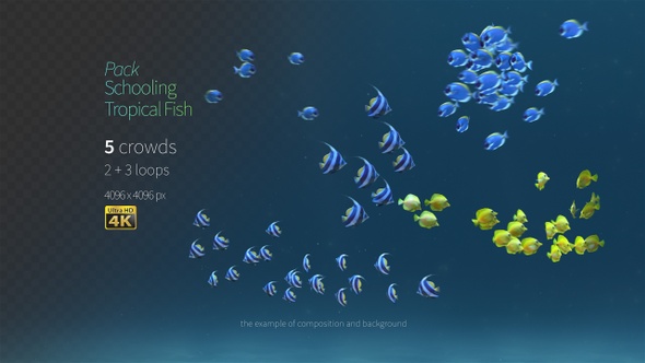Schooling Tropical Fish, Motion Graphics | VideoHive