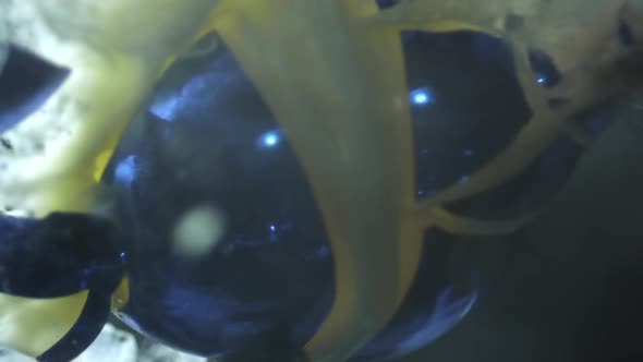 Slow motion of ornament exploding liquid., Stock Footage | VideoHive