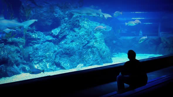 Man Watching Fish Through Glass In Aquarium, Stock Footage | VideoHive
