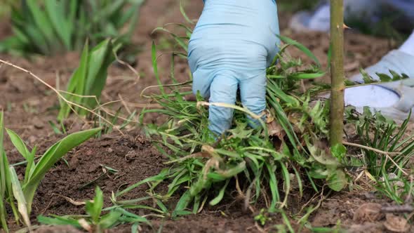 Close Up View of Plucking the Weeds By Hoe, Stock Footage | VideoHive