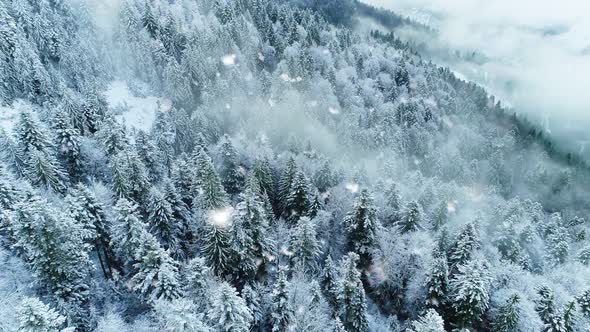 Fluffy Snowflakes Slowly Fall on Tree Branches. Aerial Slow Motion View ...