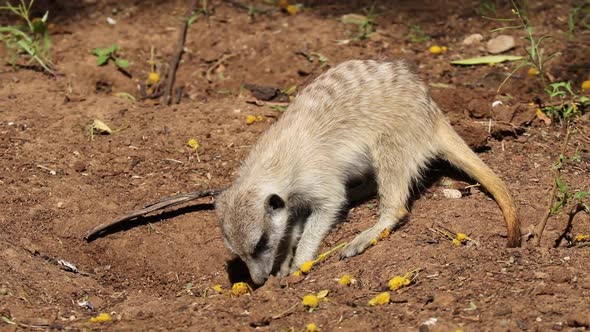 Actively Foraging Meerkat, Stock Footage | VideoHive