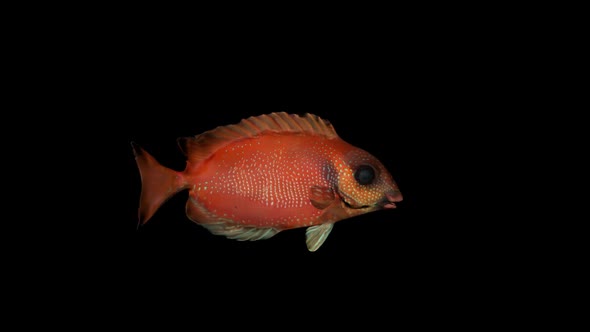 Red Siganus Fish, Motion Graphics | VideoHive