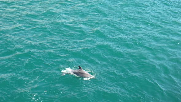 Young dolphin is swimming alone at the sea surface in slow motion ...