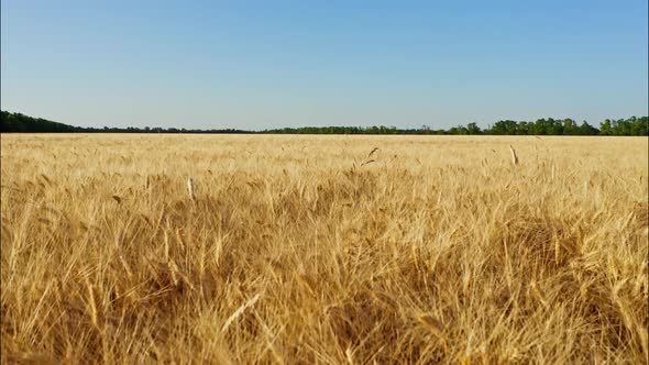 Top View of a Wheatfield, Stock Footage | VideoHive
