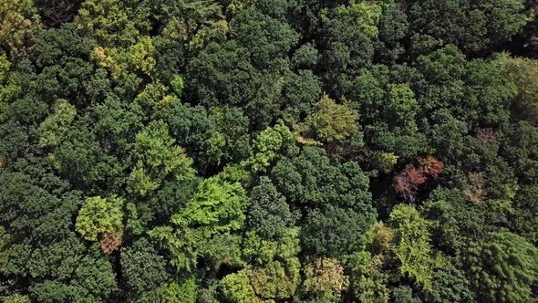 Overhead View of Top of Summer Forest, Stock Footage | VideoHive