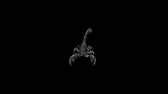 Scorpion Walk 1, Motion Graphics | VideoHive