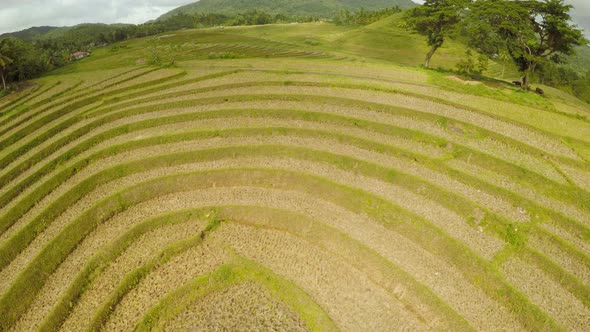 Rice Fields of the Philippines, Stock Footage | VideoHive