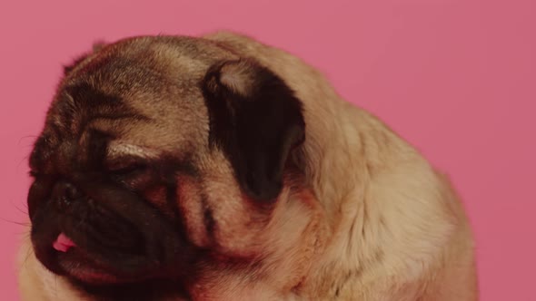 Cute Pug Sits and Licking His Lips, Stock Footage | VideoHive