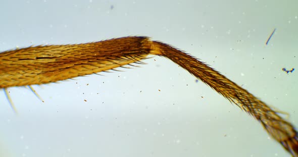 Leg of fly under a microscope. Musca leg with floating bacteria. Fly ...