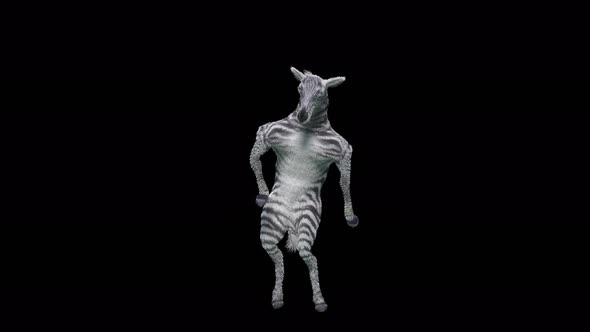 30 Zebra Dancing 4K, Motion Graphics | VideoHive