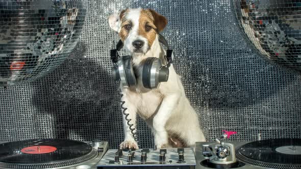 Dog Dj, Stock Footage | VideoHive