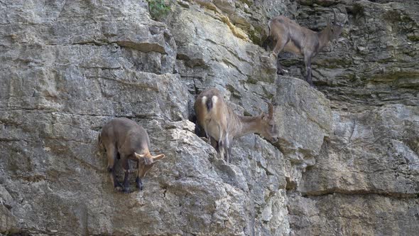 Young Alpine Ibex jumping down steep mountain cliff in slow motion ...