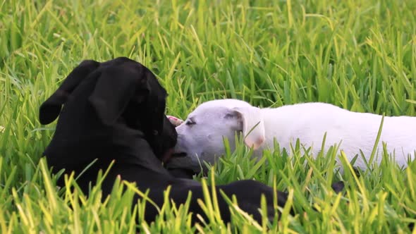 Black and white puppy dogs playing Tug Of War with an old rag in green ...