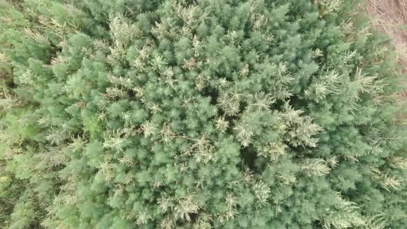 Top view of beautiful marijuana hemp field. Marijuana cannabis field ...