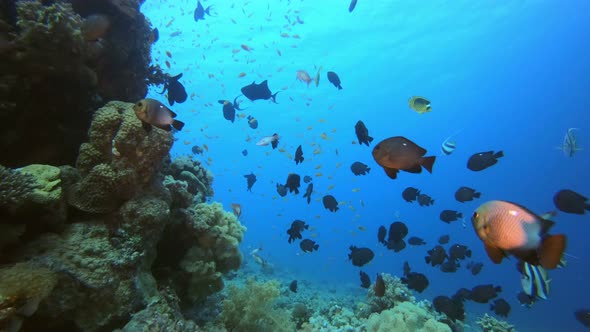 Red Sea Life and Colorful Reef, Stock Footage | VideoHive