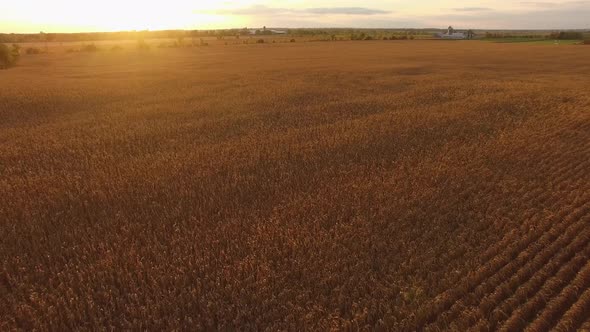 Beautiful golden corn field at autumn sunset in Canada. Aerial view ...
