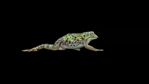 Frog Walk 1, Motion Graphics | VideoHive