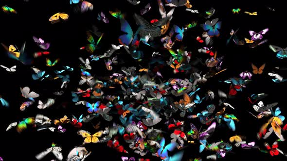 Butterfly, Motion Graphics | VideoHive