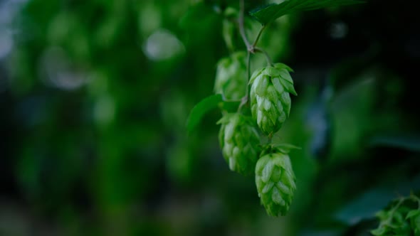 Green hop cones on plantation in sunlight rays, with shallow depth of ...