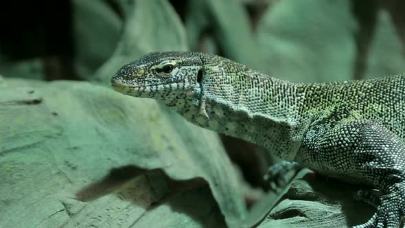 Green Varan Climbing Wild Lizard, Stock Footage | VideoHive