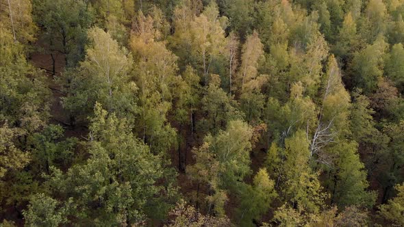 Windy Autumn Forest, Stock Footage | VideoHive