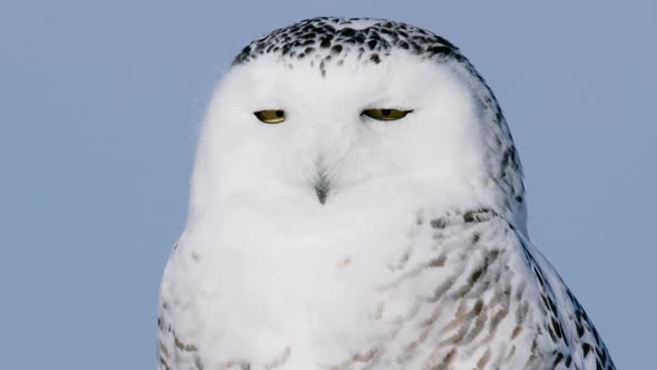 Snowy Owl turns head back and forth CLOSE UP, Stock Footage | VideoHive