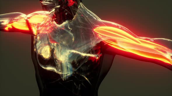 Human Muscular System Anatomical Infographic, Motion Graphics | VideoHive