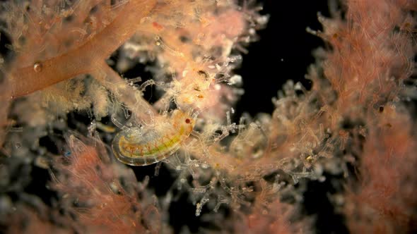 Red Sea Zooplankton Under a Microscope, Crustacean Gammarus, Amphipoda ...