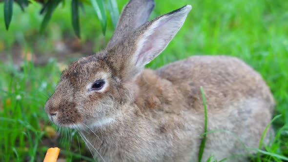 Rabbit, Stock Footage | VideoHive