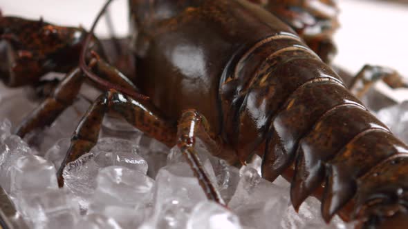 Big Lobster Moving His Mouth., Stock Footage | VideoHive