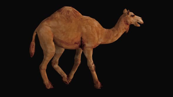 Camel African Walk, Motion Graphics | VideoHive